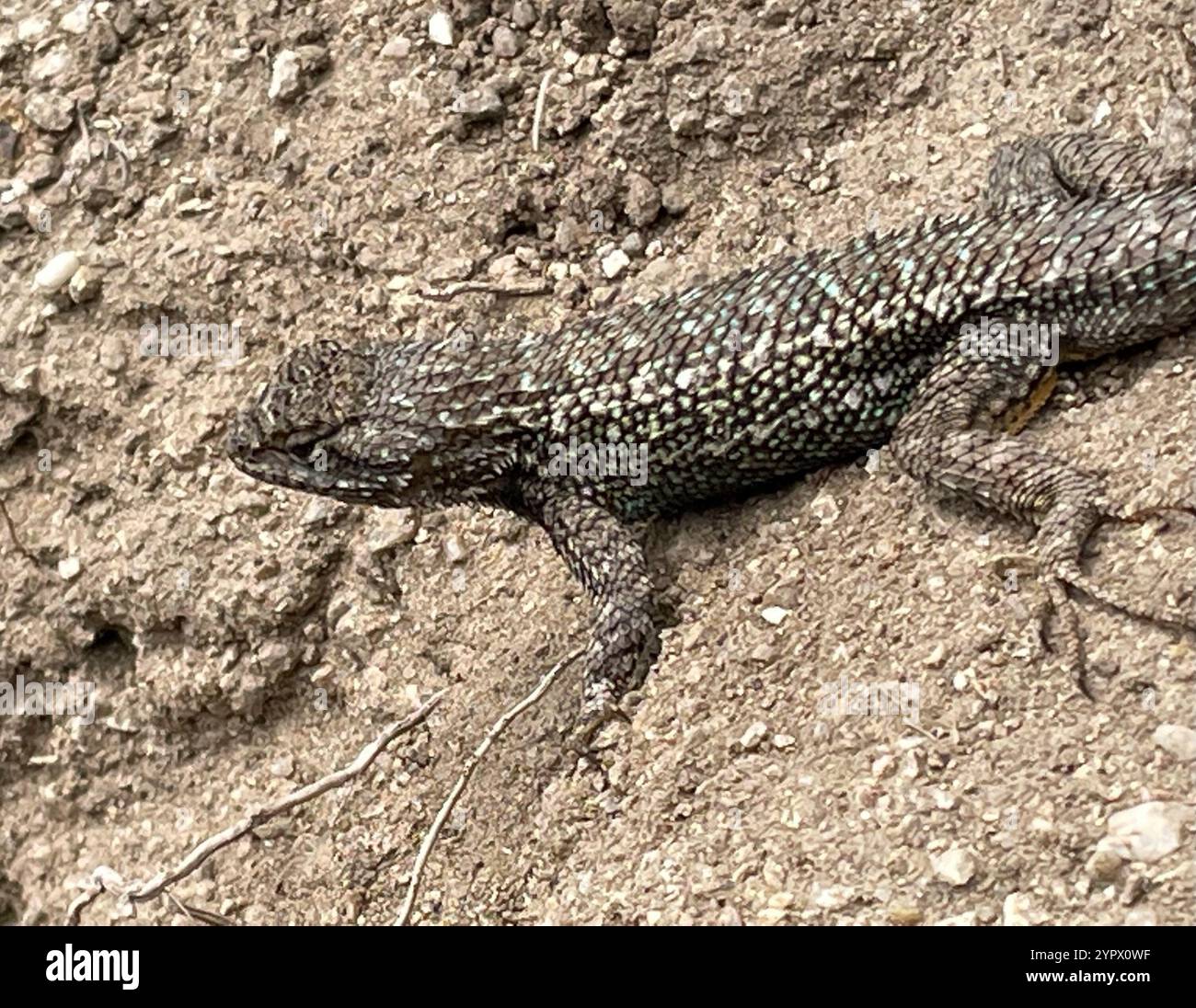 Coast Range Fence Lizard (Sceloporus occidentalis bocourtii Stock Photo ...