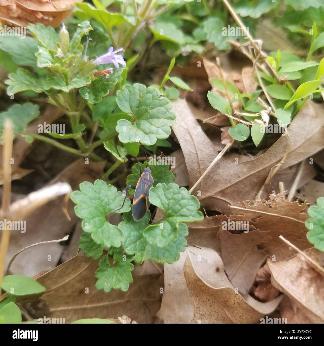 Eastern Boxelder Bug (Boisea trivittata Stock Photo - Alamy