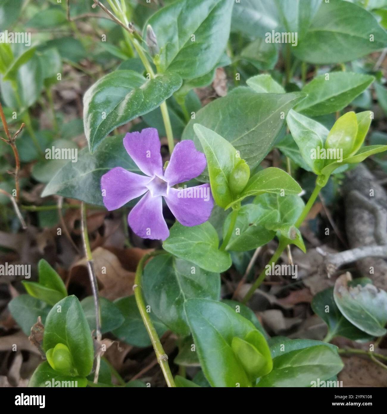greater periwinkle (Vinca major Stock Photo - Alamy