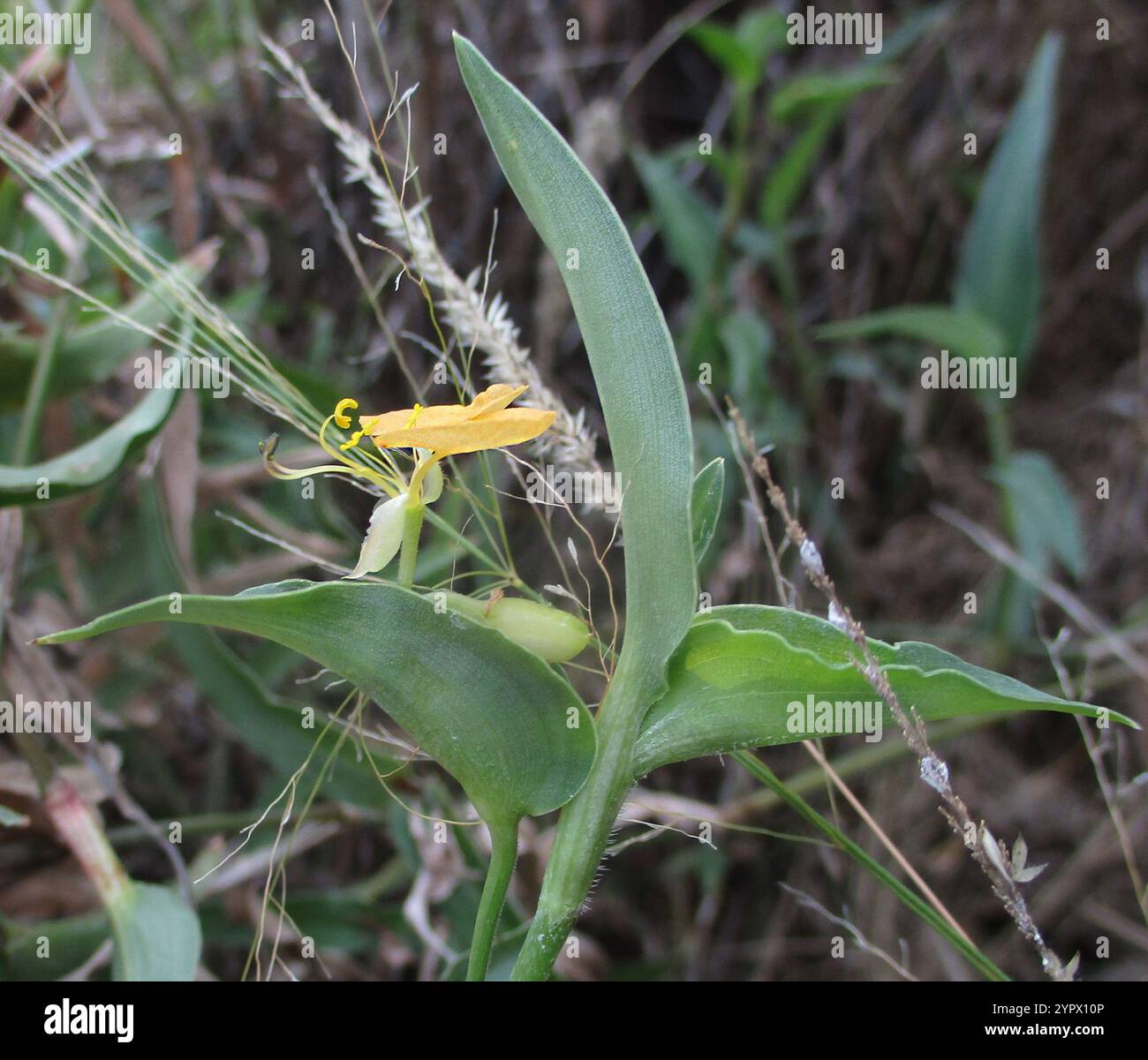 African Yellow Dayflower (Commelina africana Stock Photo - Alamy