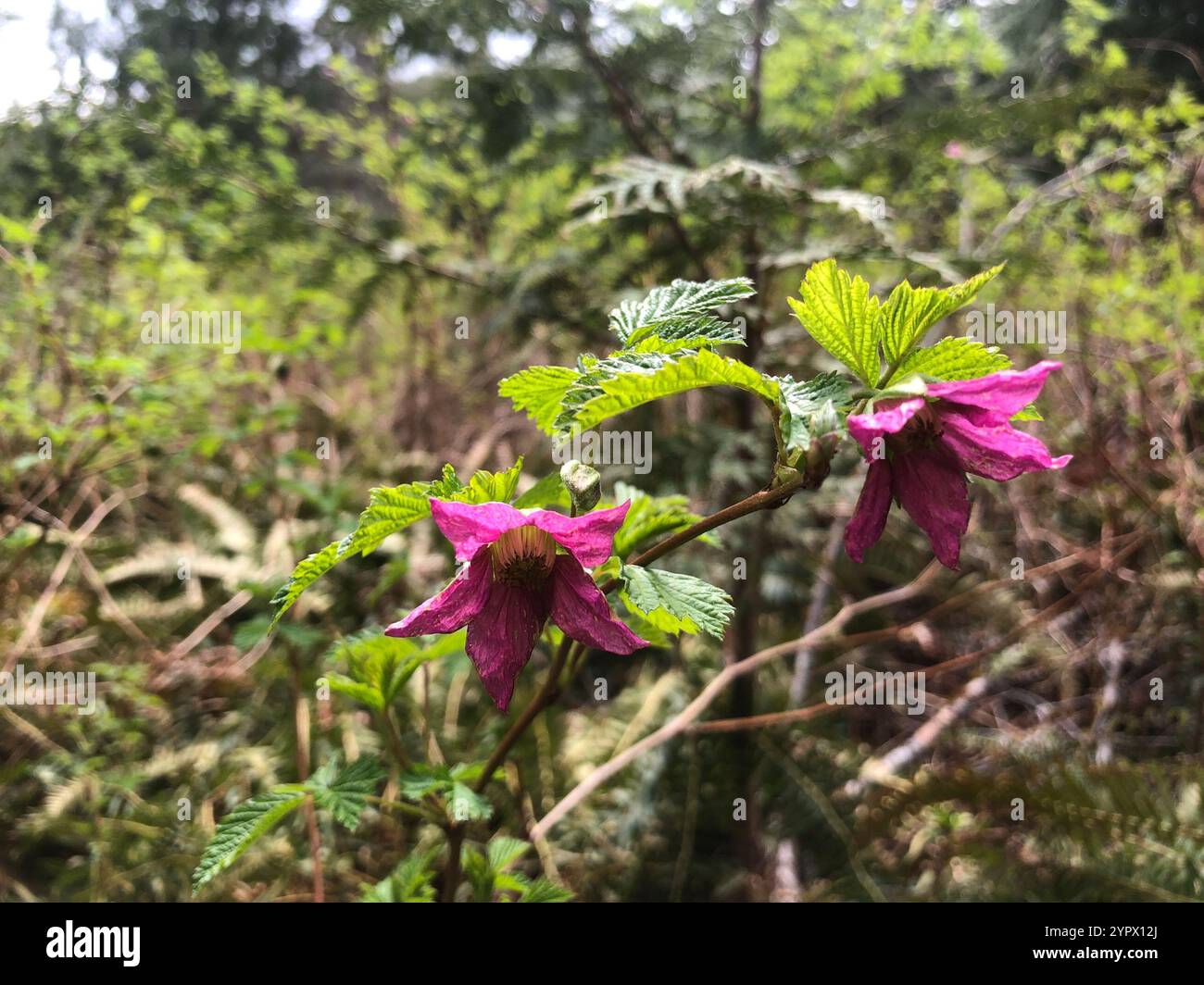 Salmonberry (Rubus spectabilis Stock Photo - Alamy