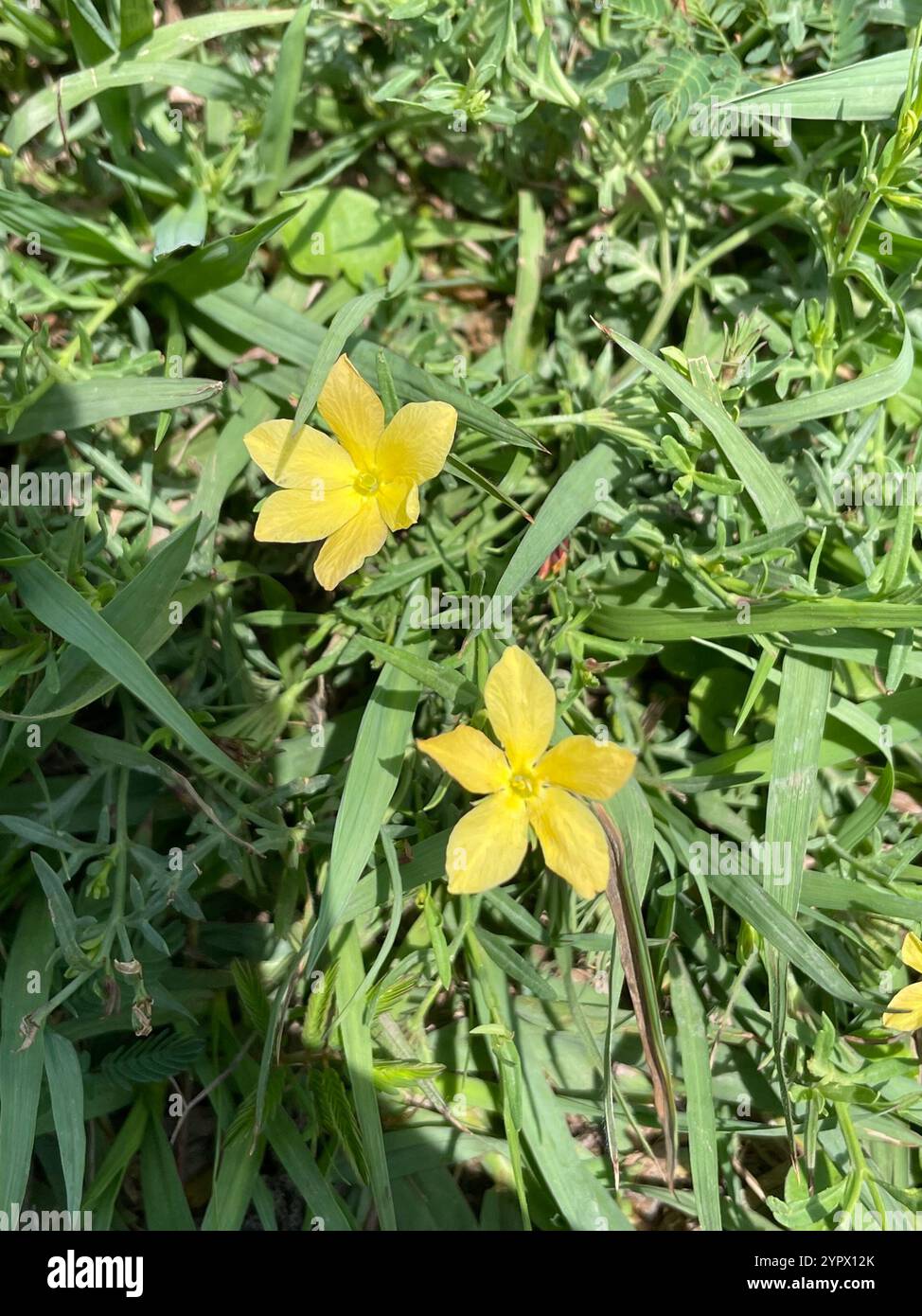 Redbud (Menodora heterophylla Stock Photo - Alamy