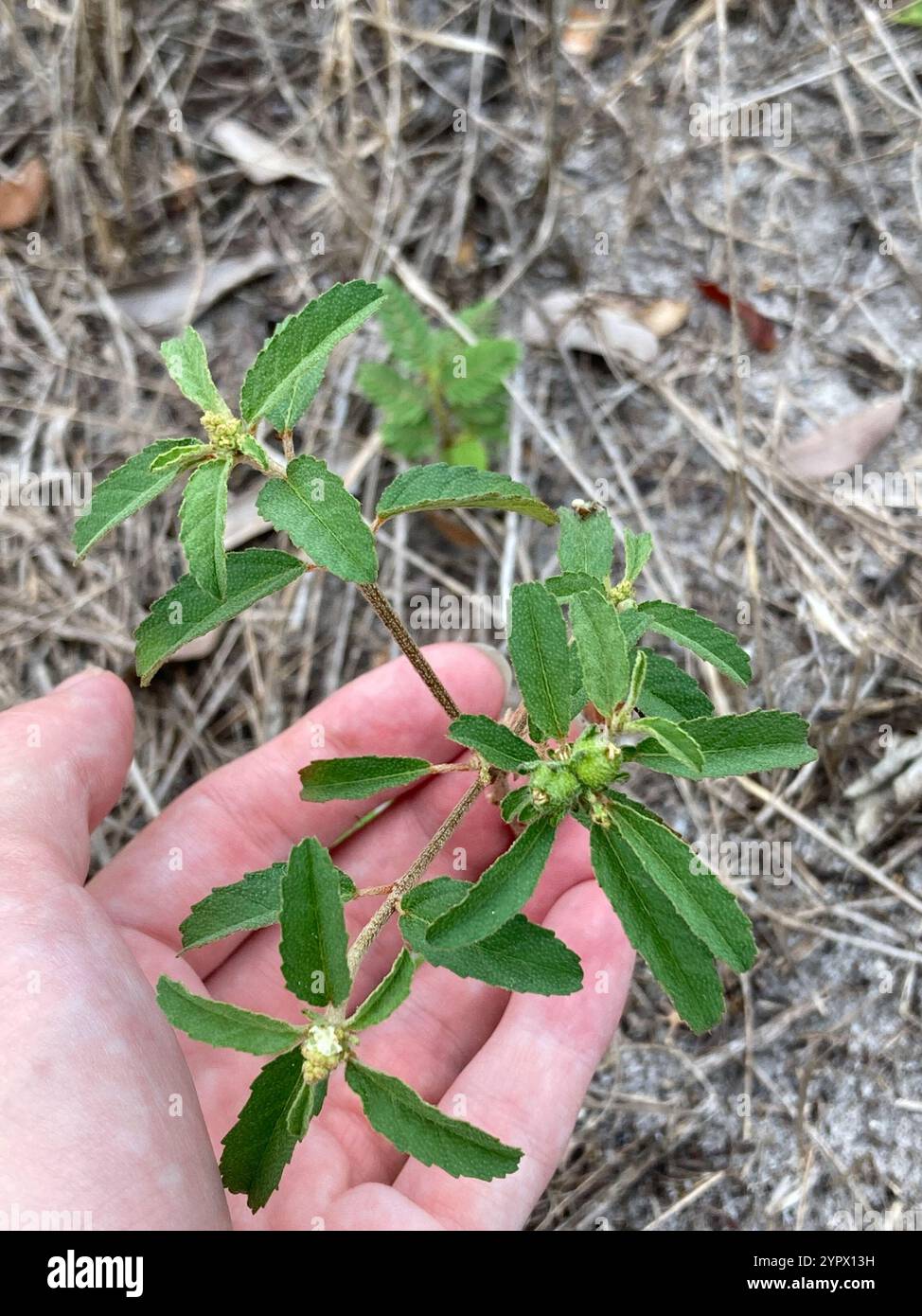 Tropic Croton (Croton glandulosus Stock Photo - Alamy