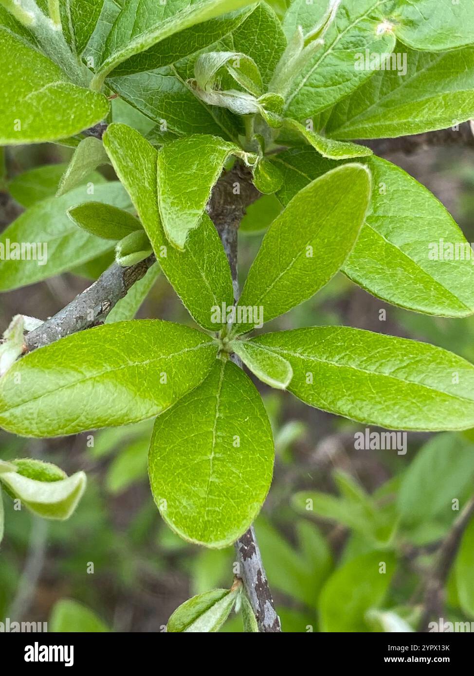 Gum bumelia (Sideroxylon lanuginosum Stock Photo - Alamy
