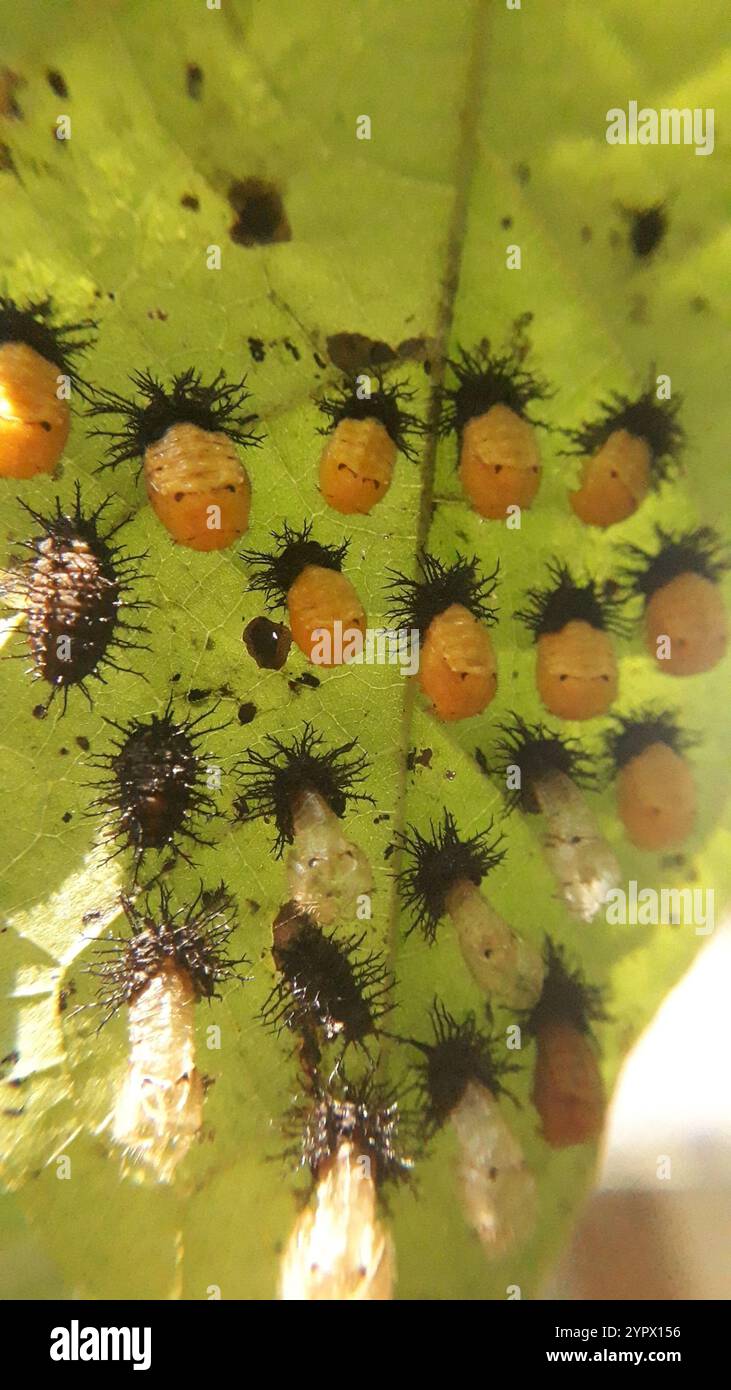 Epilachna hi-res stock photography and images - Alamy