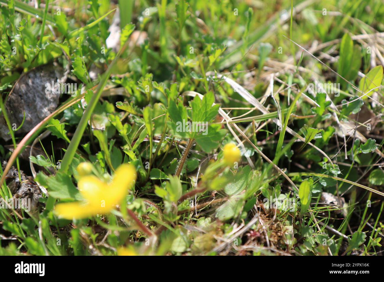 Western Buttercup (Ranunculus occidentalis Stock Photo - Alamy