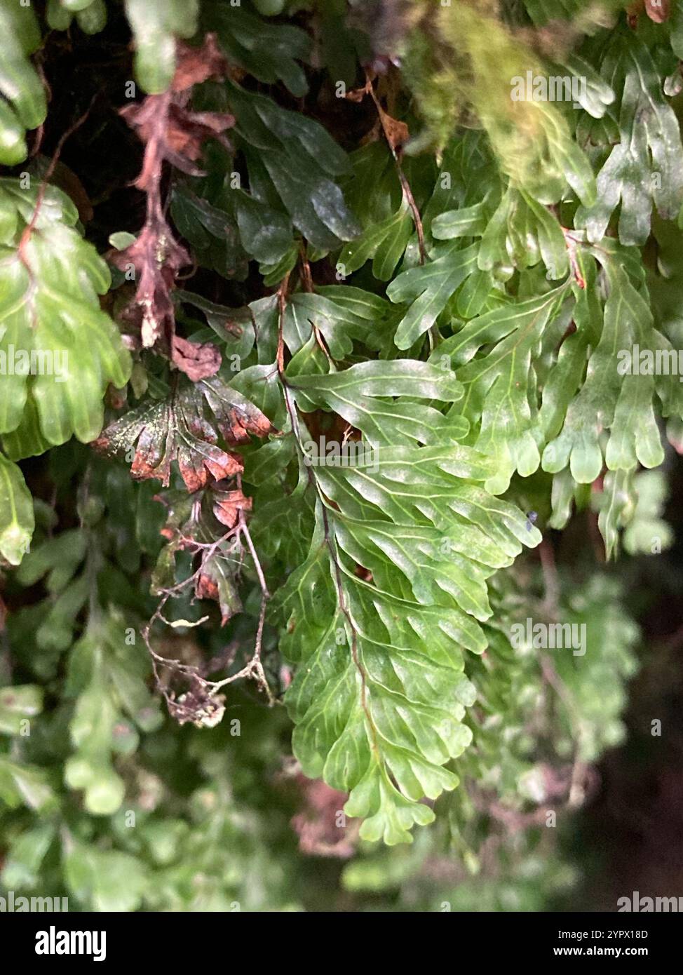 narrow filmy-fern (Hymenophyllum rarum Stock Photo - Alamy