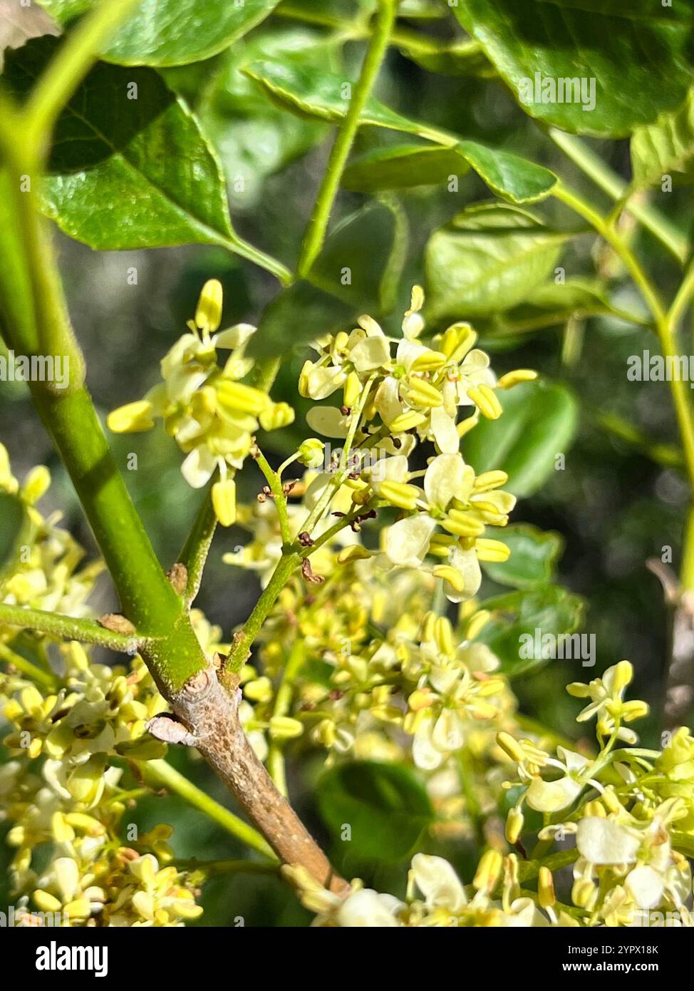 California Ash (Fraxinus dipetala Stock Photo - Alamy