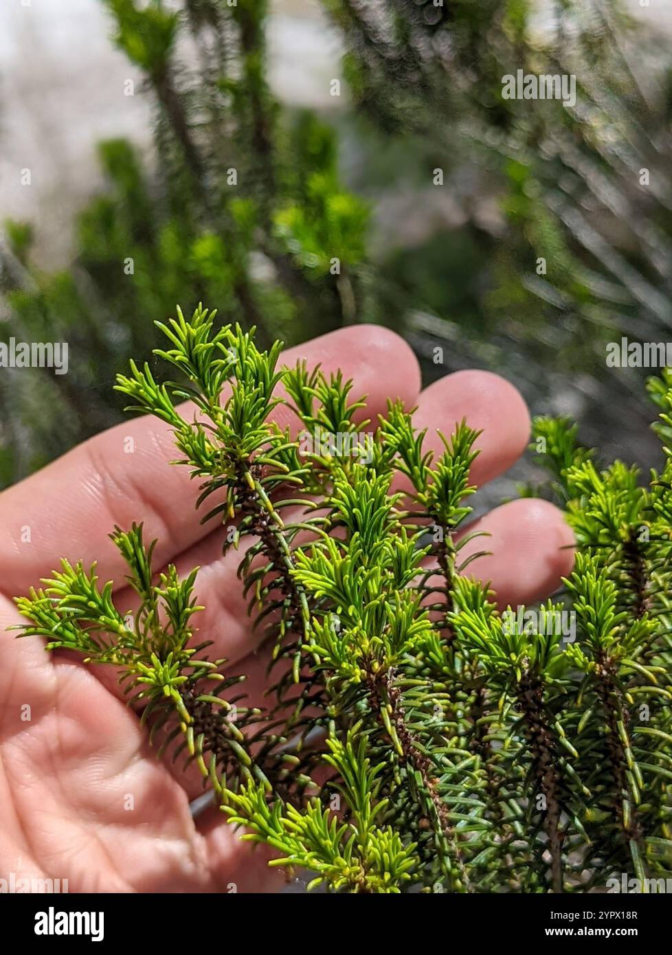 Florida rosemary (Ceratiola ericoides Stock Photo - Alamy