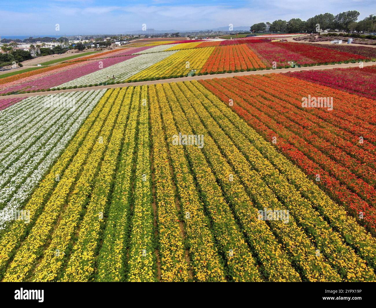Carlsbad flower fields aerial hi-res stock photography and images - Alamy