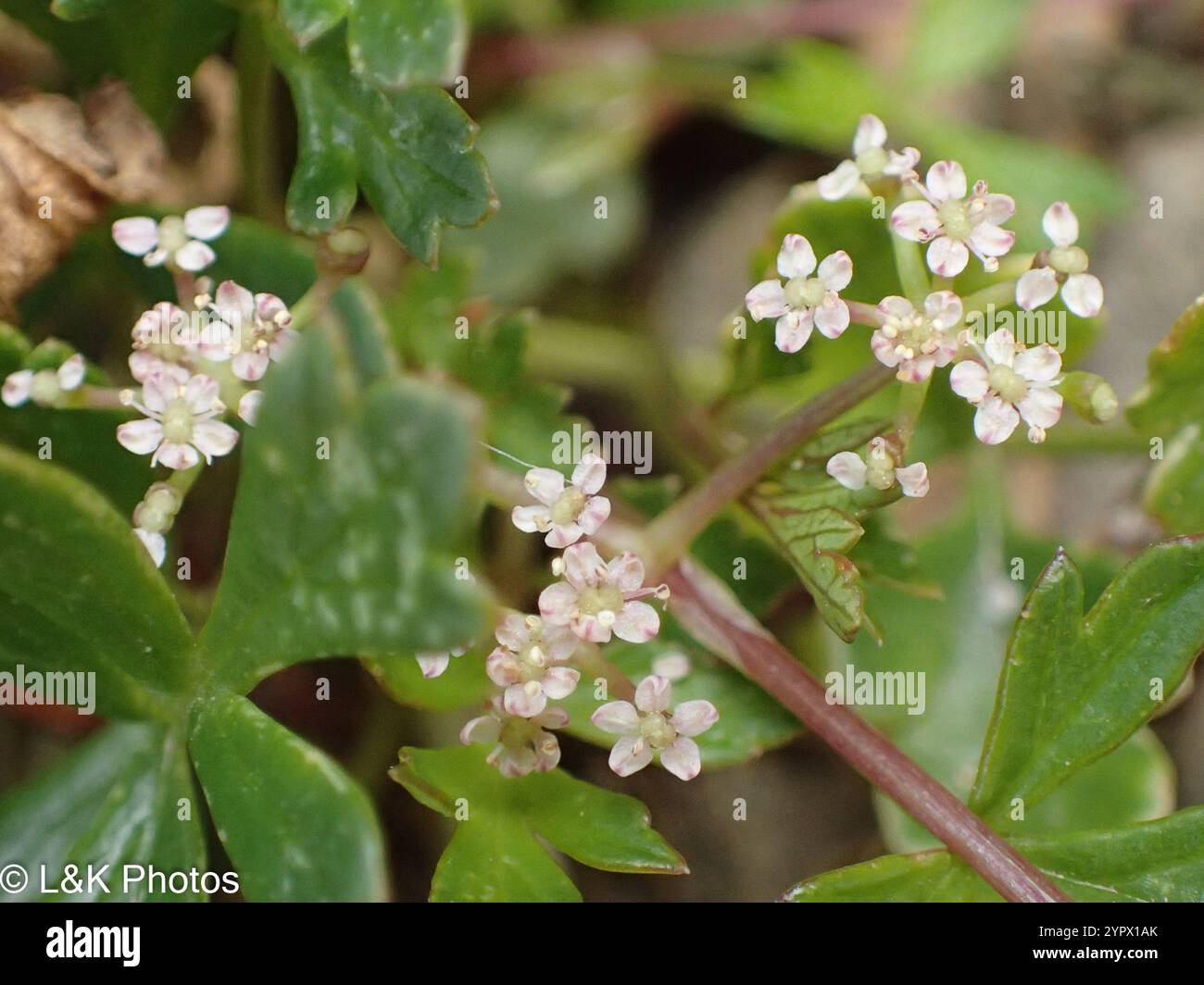 Sea Celery (Apium prostratum Stock Photo - Alamy