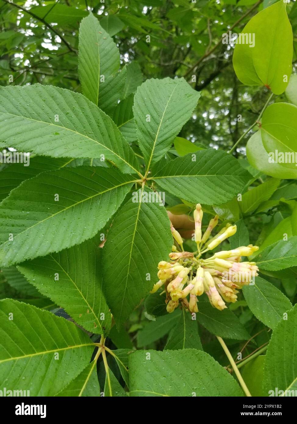 painted buckeye (Aesculus sylvatica Stock Photo - Alamy