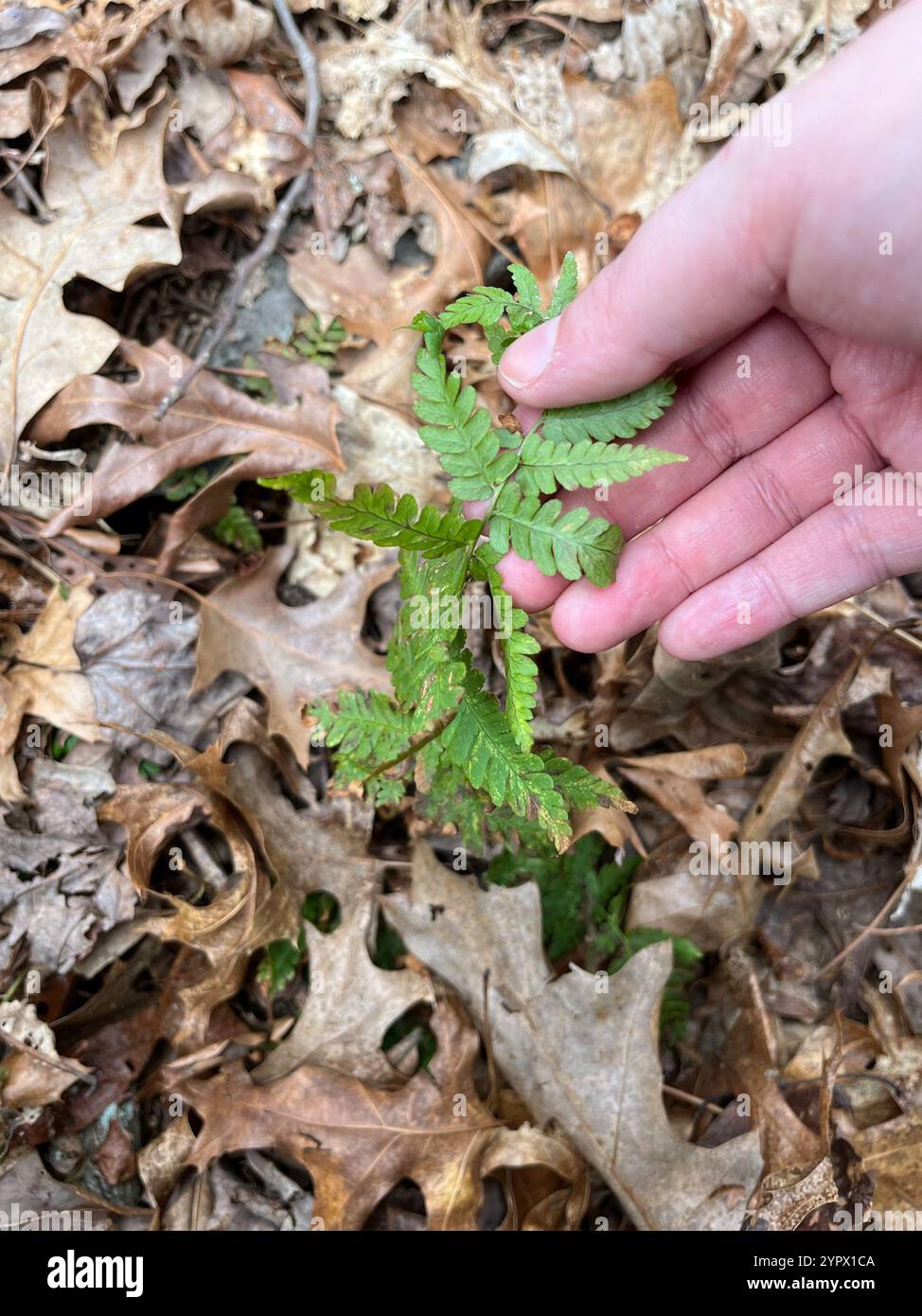 marginal wood fern (Dryopteris marginalis Stock Photo - Alamy