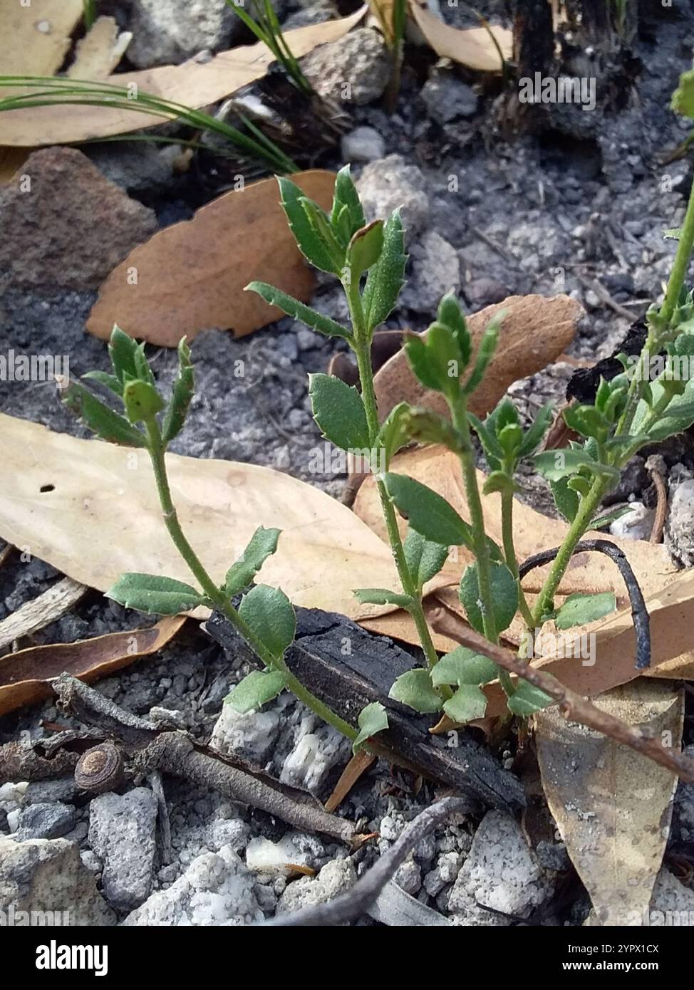 Gonocarpus hi-res stock photography and images - Alamy