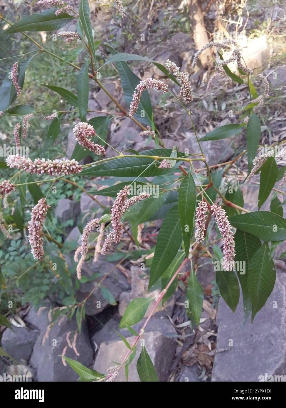 pale smartweed (Persicaria lapathifolia Stock Photo - Alamy