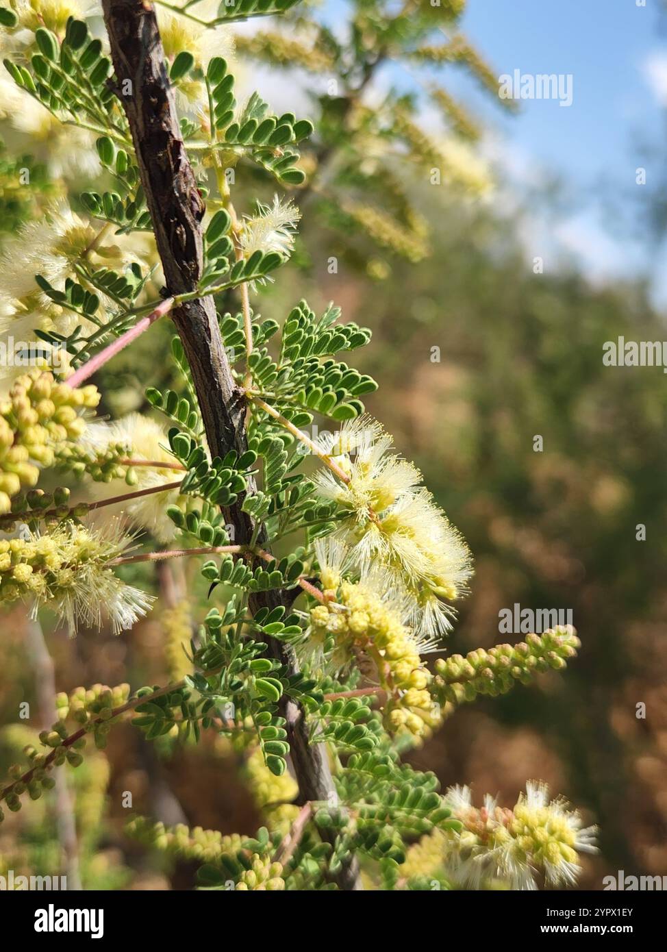 Catclaw Acacia (Senegalia greggii Stock Photo - Alamy