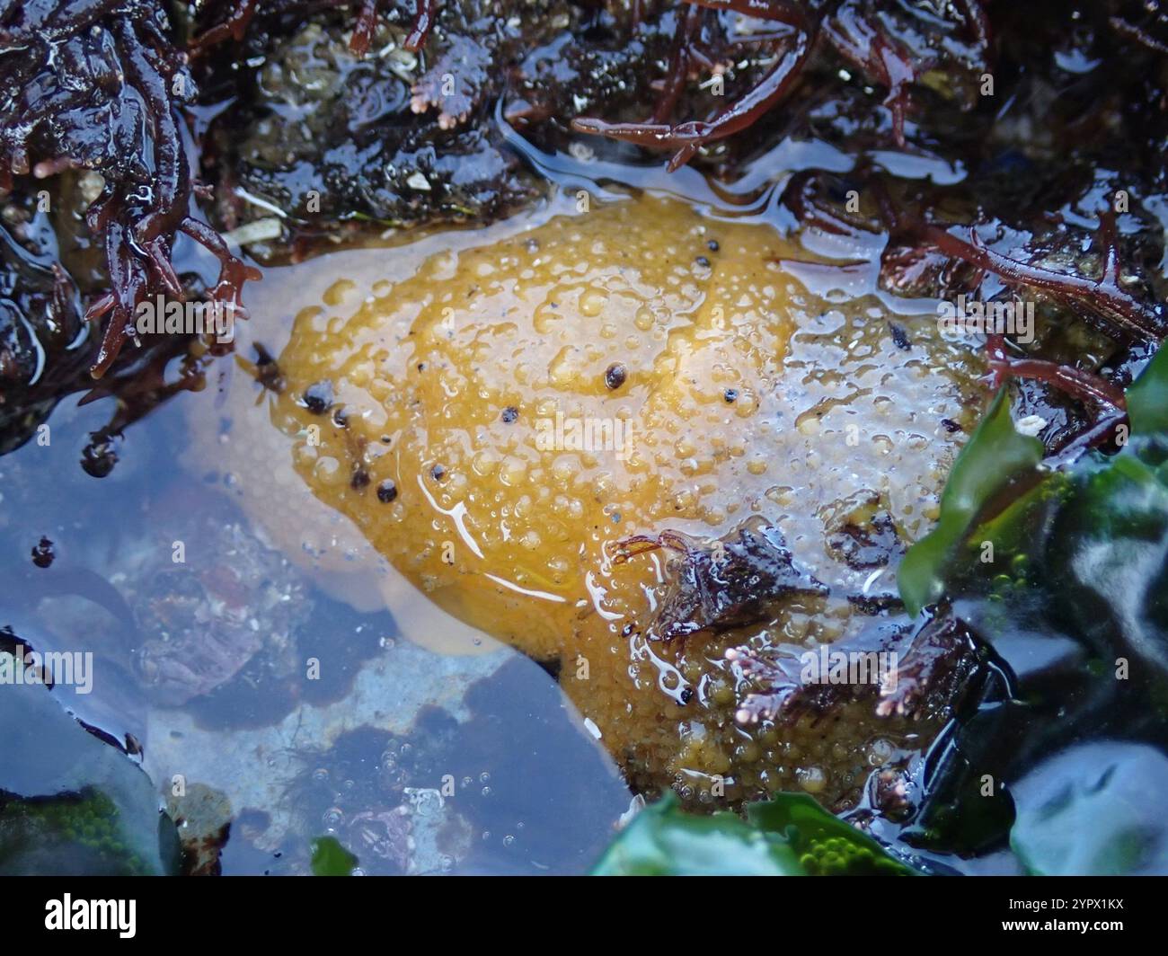Montereyensis hi-res stock photography and images - Alamy