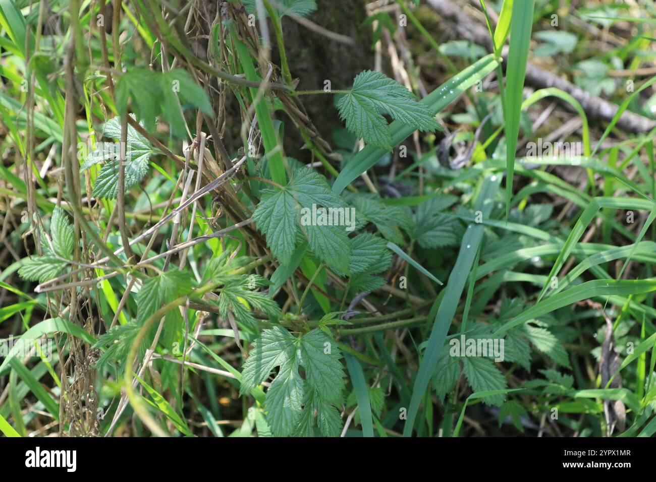 common hops (Humulus lupulus Stock Photo - Alamy