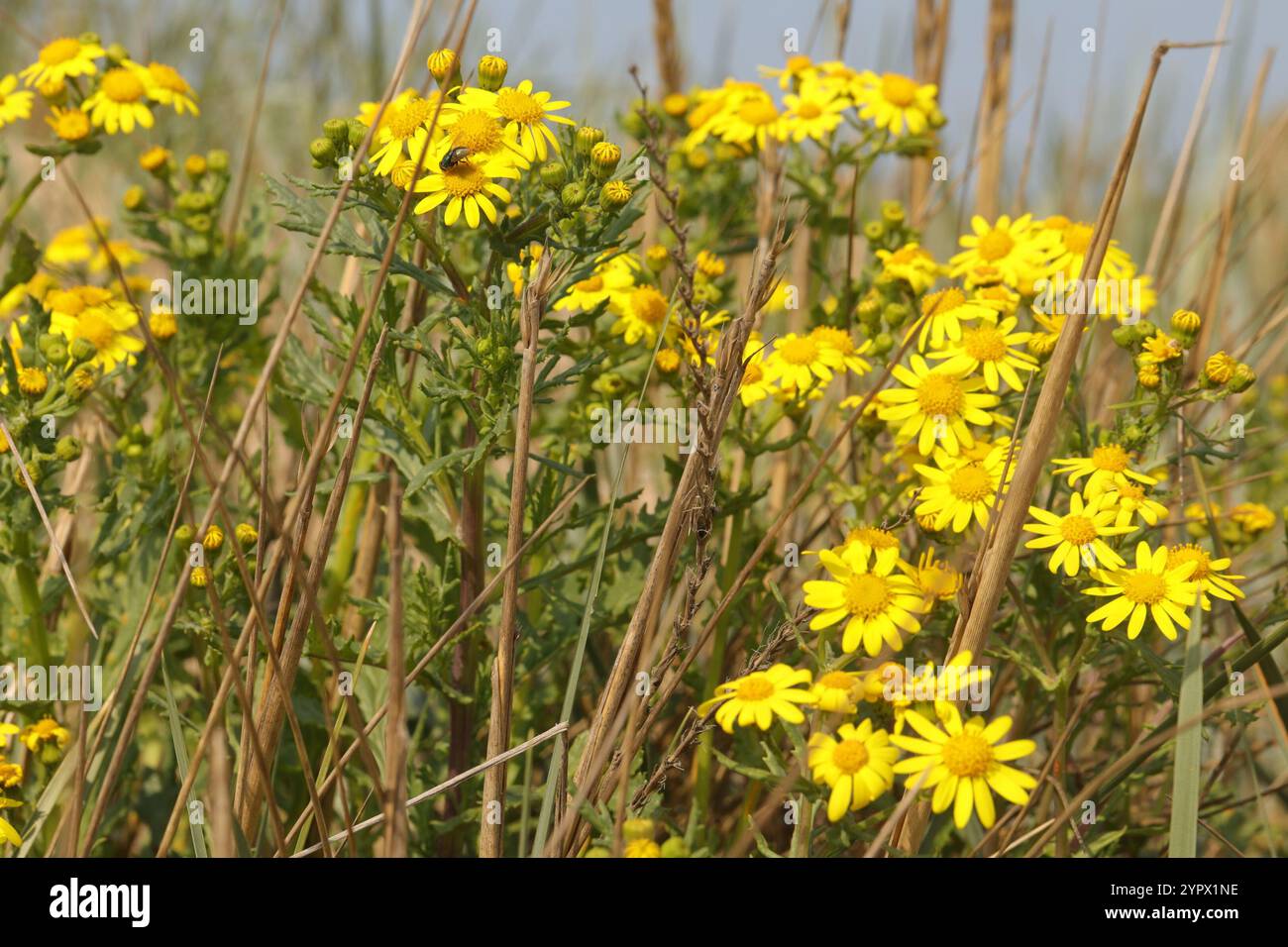 Oxford Ragwort (Senecio squalidus Stock Photo - Alamy