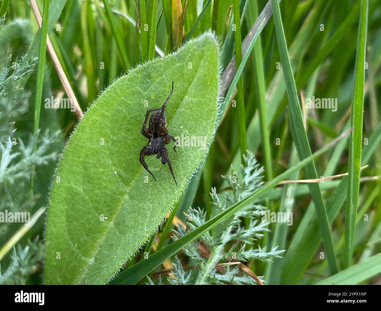 Common Fox Spider (Alopecosa pulverulenta Stock Photo - Alamy