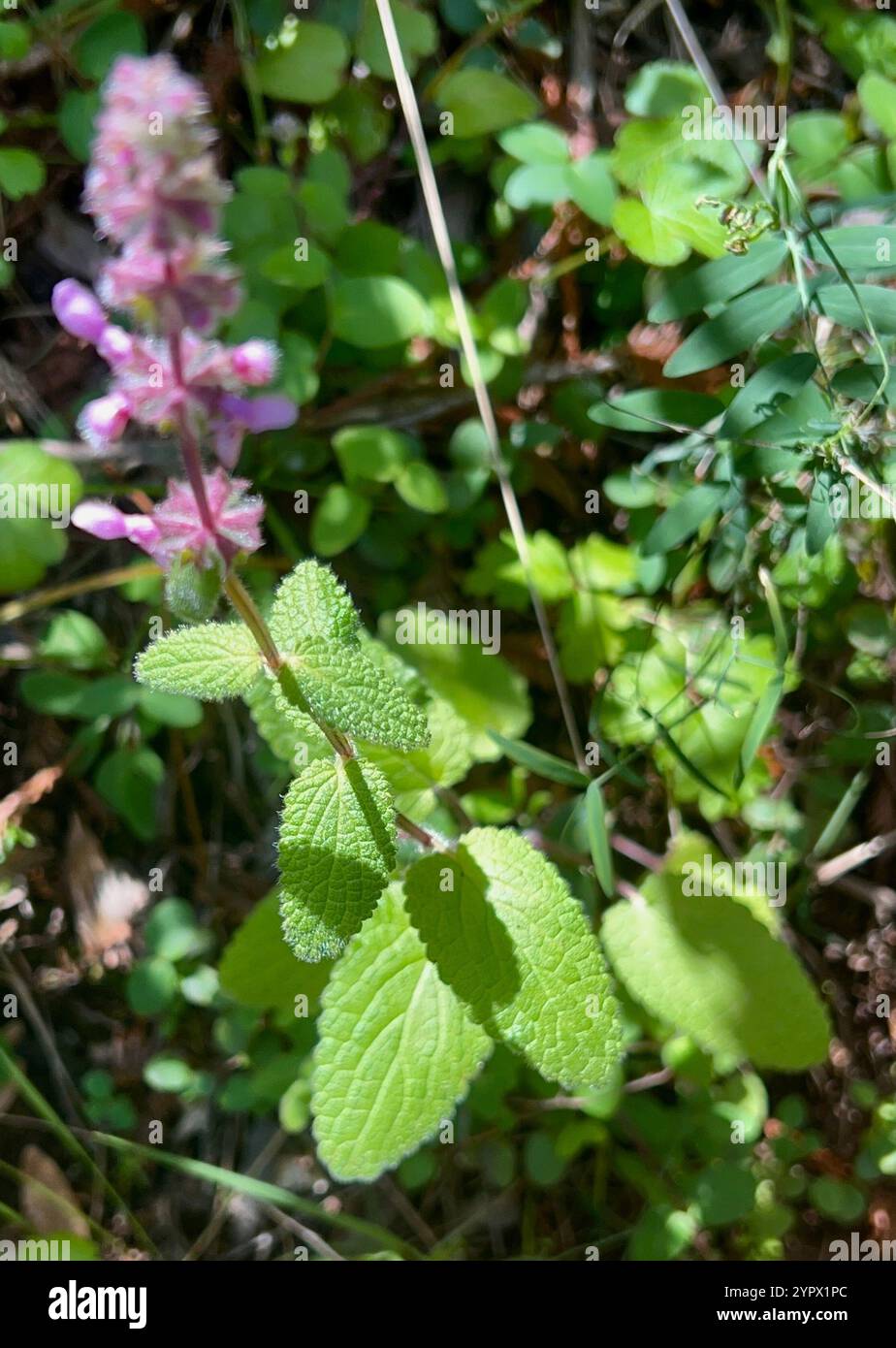 (Stachys rigida quercetorum Stock Photo - Alamy