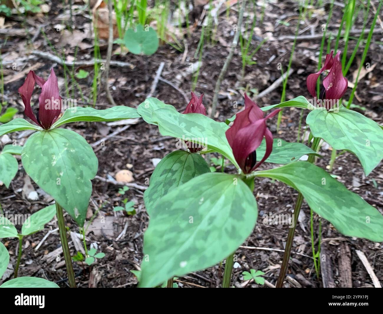 prairie trillium (Trillium recurvatum Stock Photo - Alamy