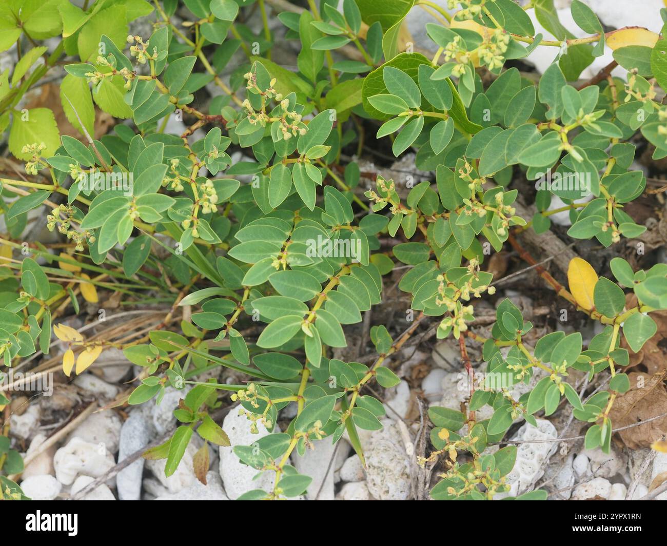 Sweet Spurge (Euphorbia atoto Stock Photo - Alamy