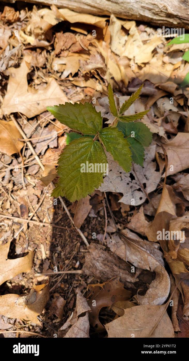Common Dewberry (Rubus flagellaris Stock Photo - Alamy