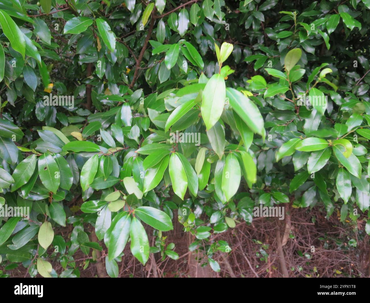 Carolina laurelcherry (Prunus caroliniana Stock Photo - Alamy