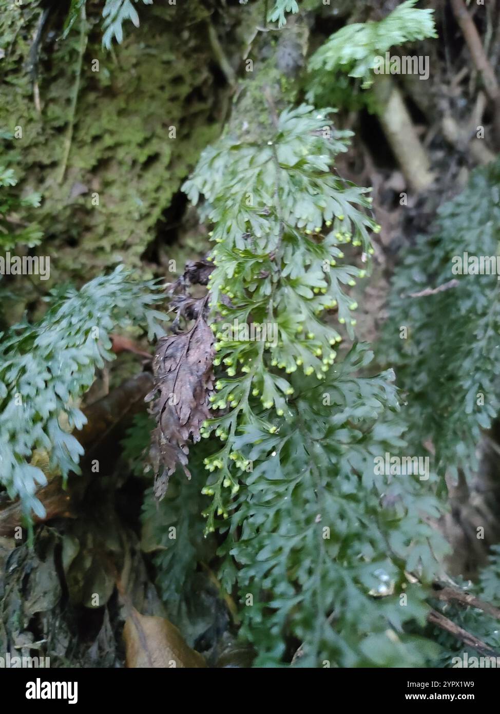drooping filmy fern (Hymenophyllum demissum Stock Photo - Alamy