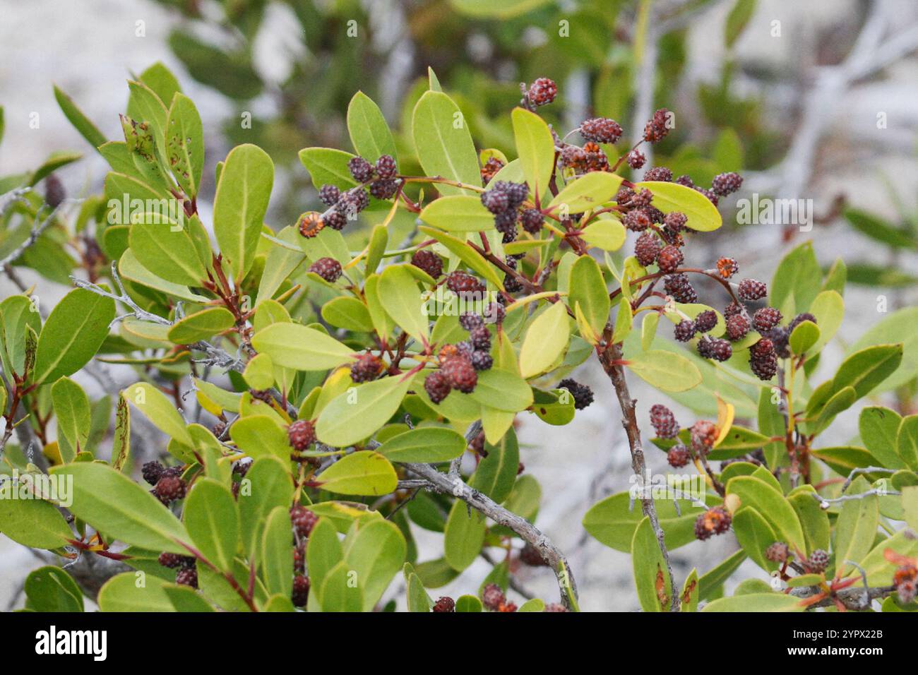 Green Buttonwood (Conocarpus erectus Stock Photo - Alamy