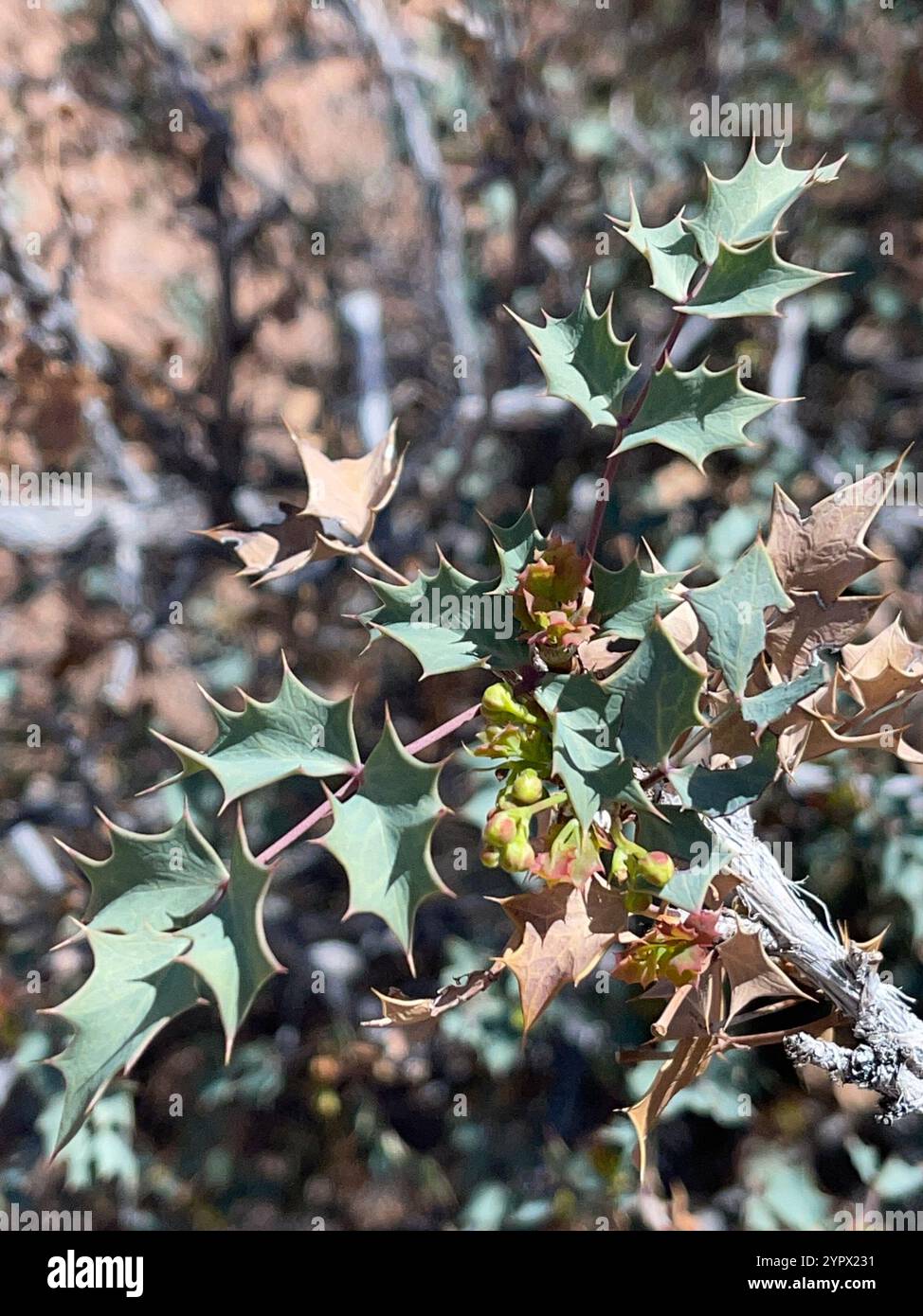 Berberis fremontii hi-res stock photography and images - Alamy