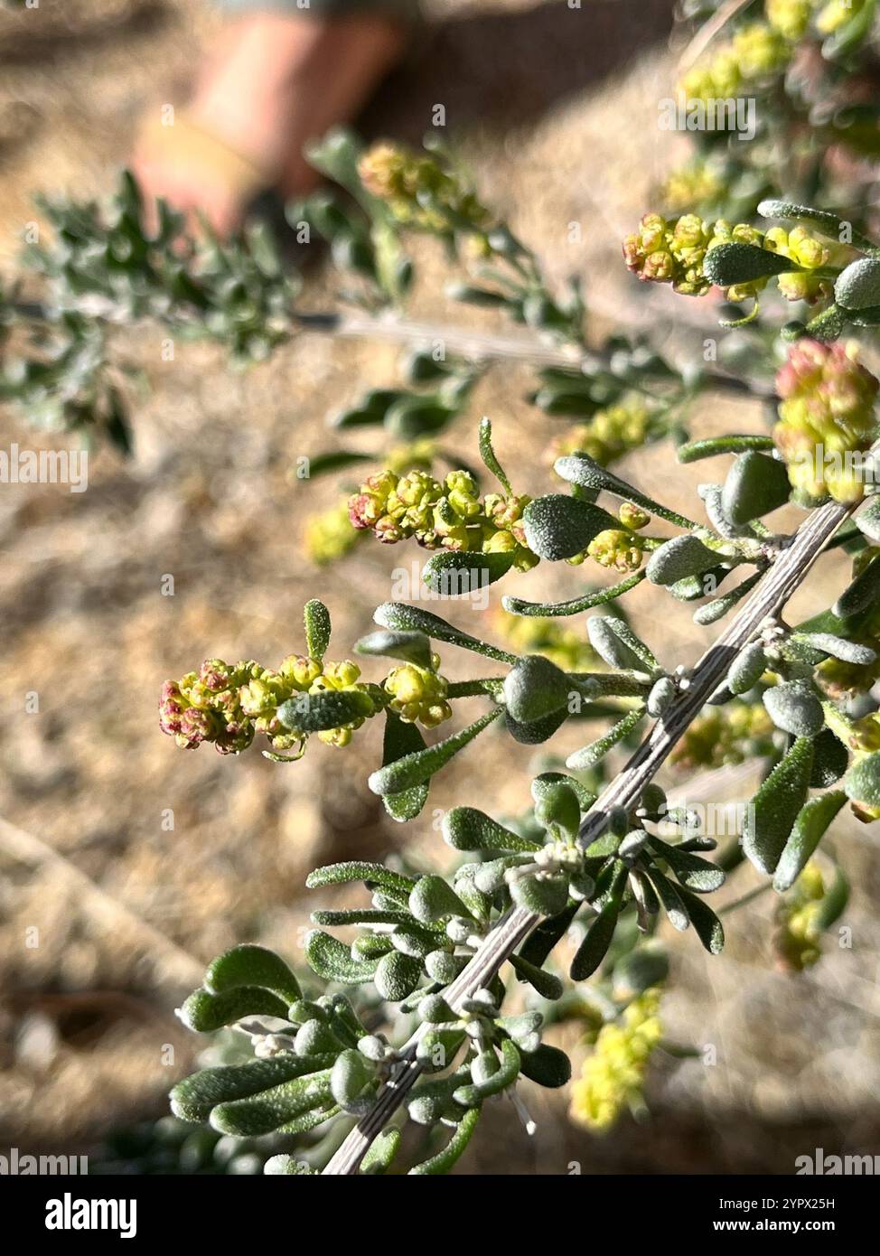 Hopsage (Grayia spinosa Stock Photo - Alamy