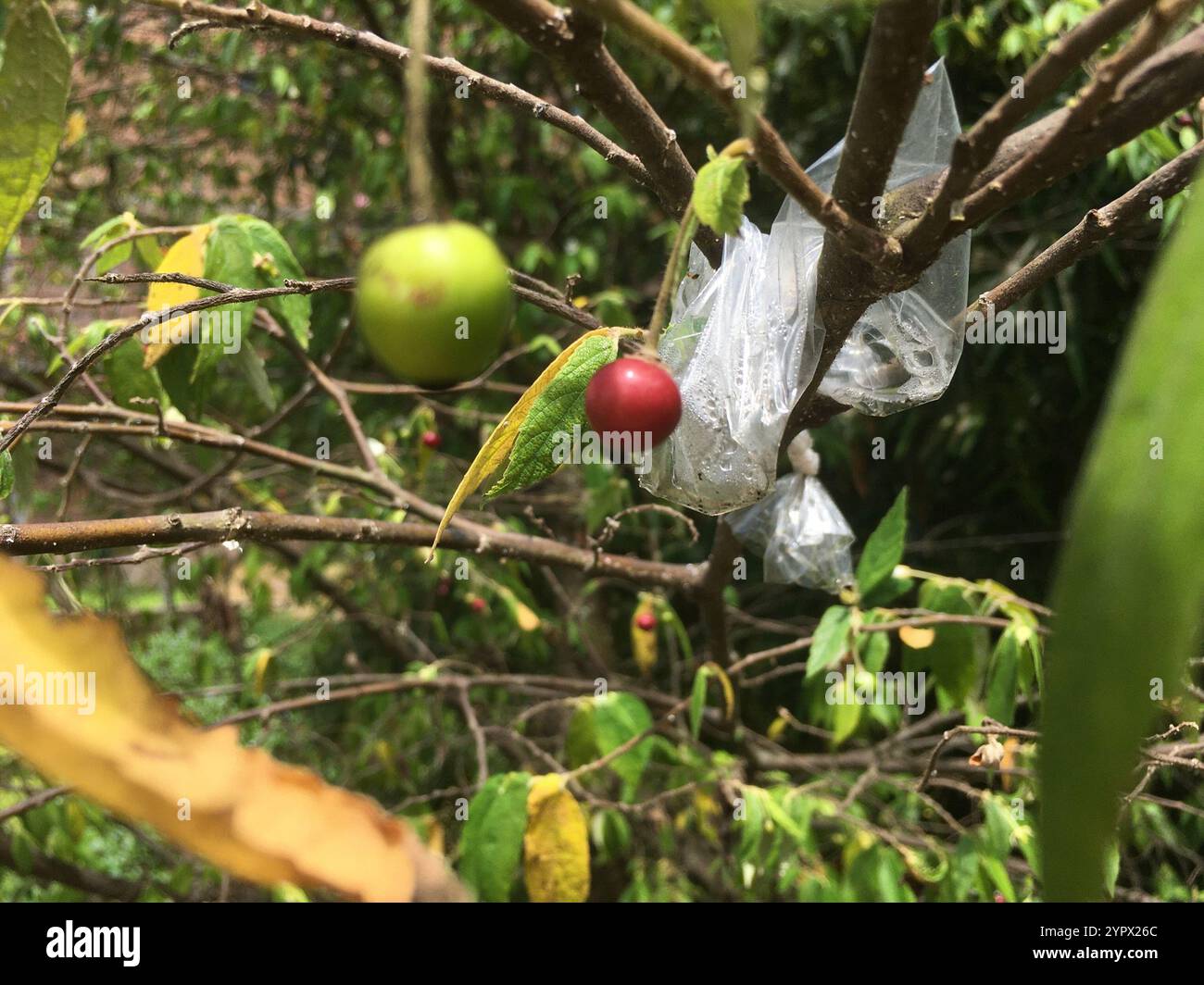 calabur tree (Muntingia calabura Stock Photo - Alamy