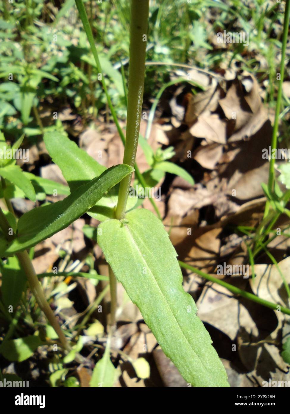 spring blue-eyed Mary (Collinsia verna Stock Photo - Alamy