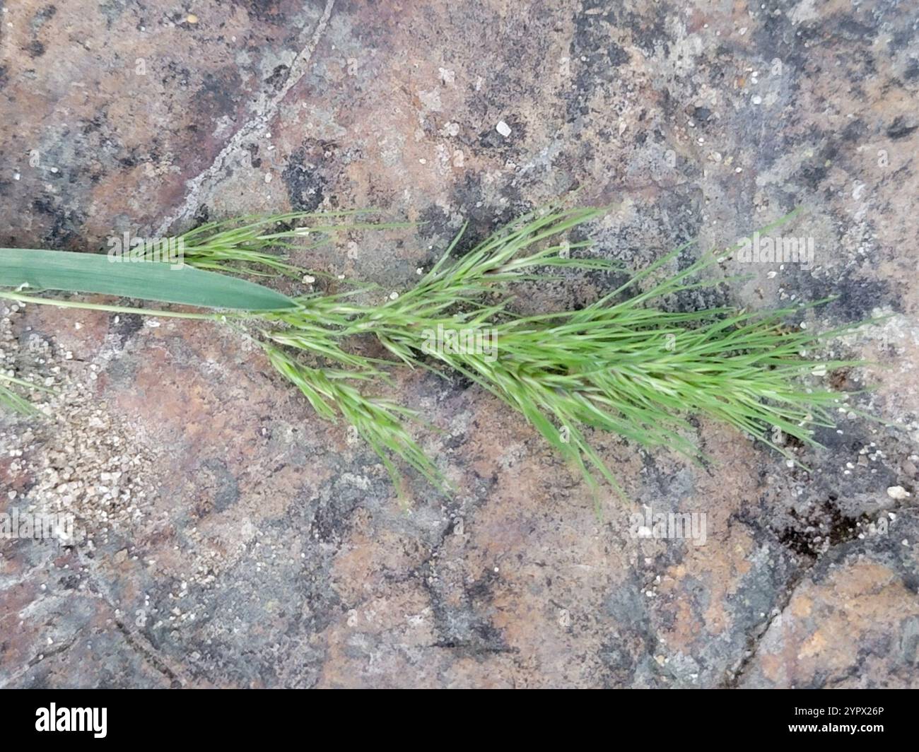 Bulbous Bluegrass (Poa bulbosa Stock Photo - Alamy