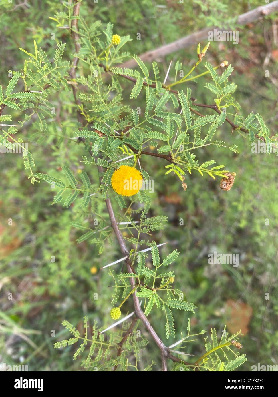 Pineland Acacia (Vachellia farnesiana pinetorum Stock Photo - Alamy