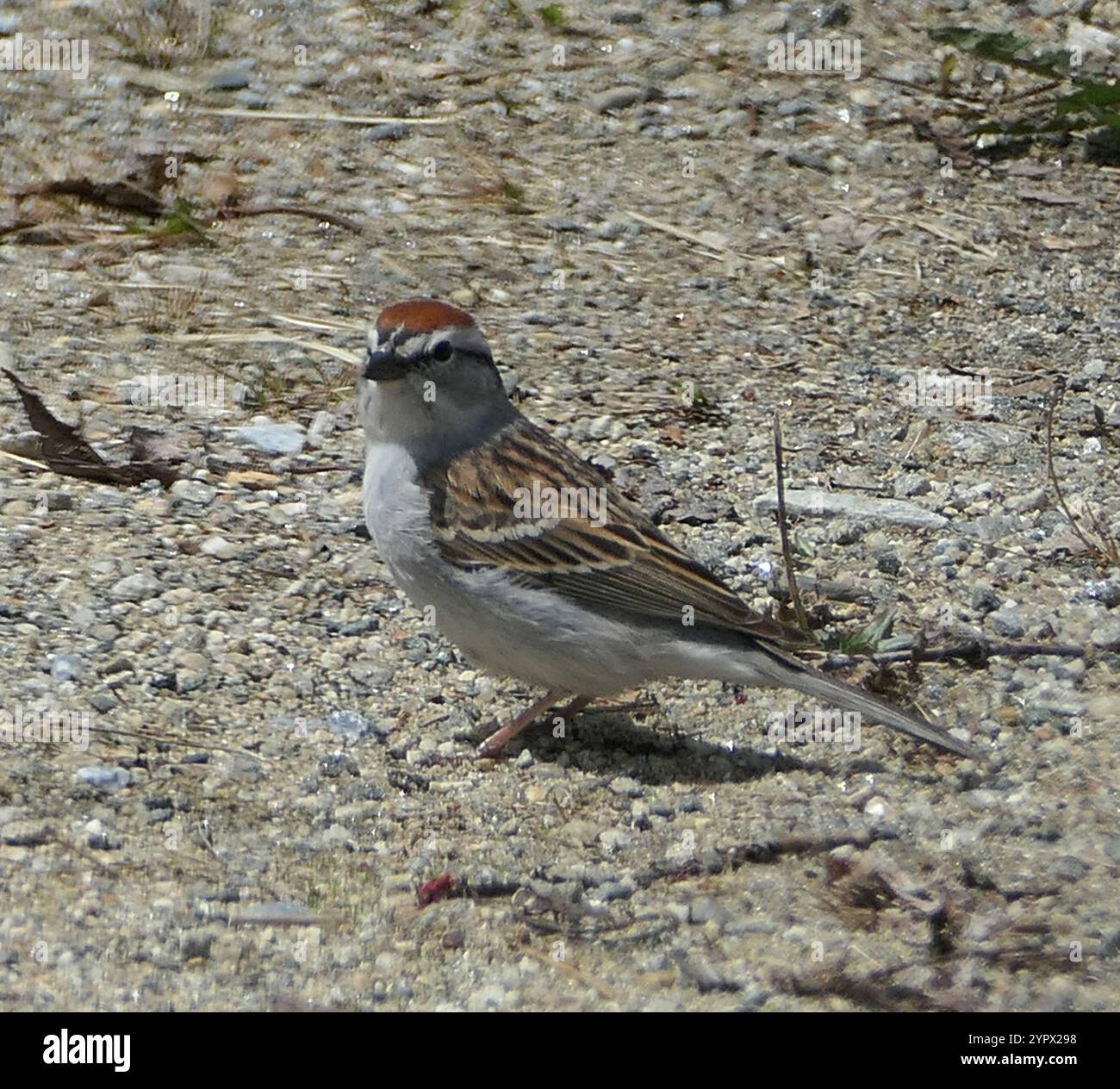 Chipping Sparrow (Spizella passerina Stock Photo - Alamy