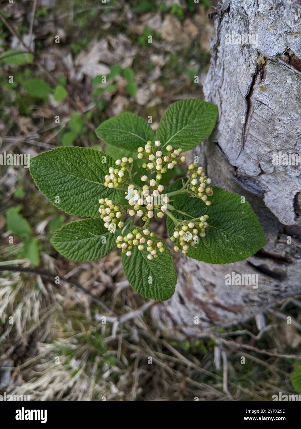 Wayfaring-tree (Viburnum lantana Stock Photo - Alamy