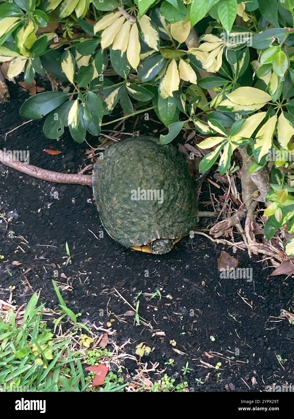 Red-eared Slider (Trachemys scripta elegans Stock Photo - Alamy
