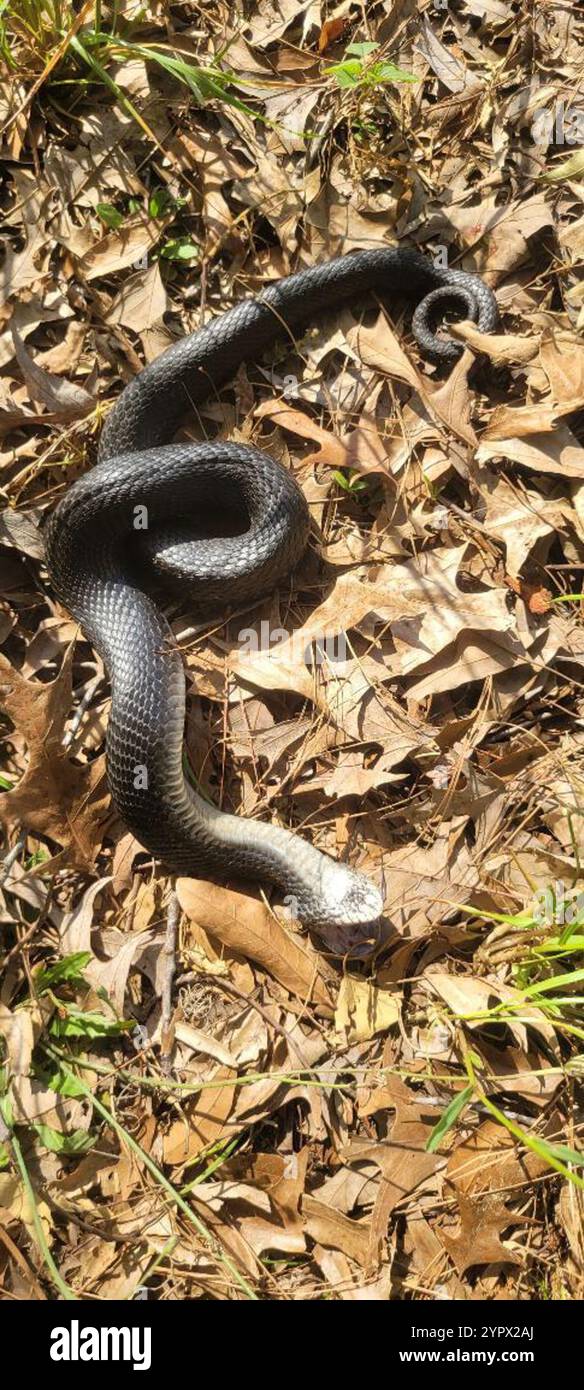 Eastern Hognose Snake (Heterodon platirhinos Stock Photo - Alamy