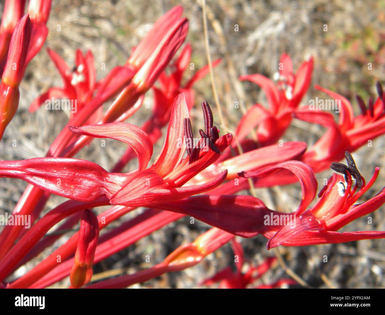 Brunsvigia orientalis hi-res stock photography and images - Alamy