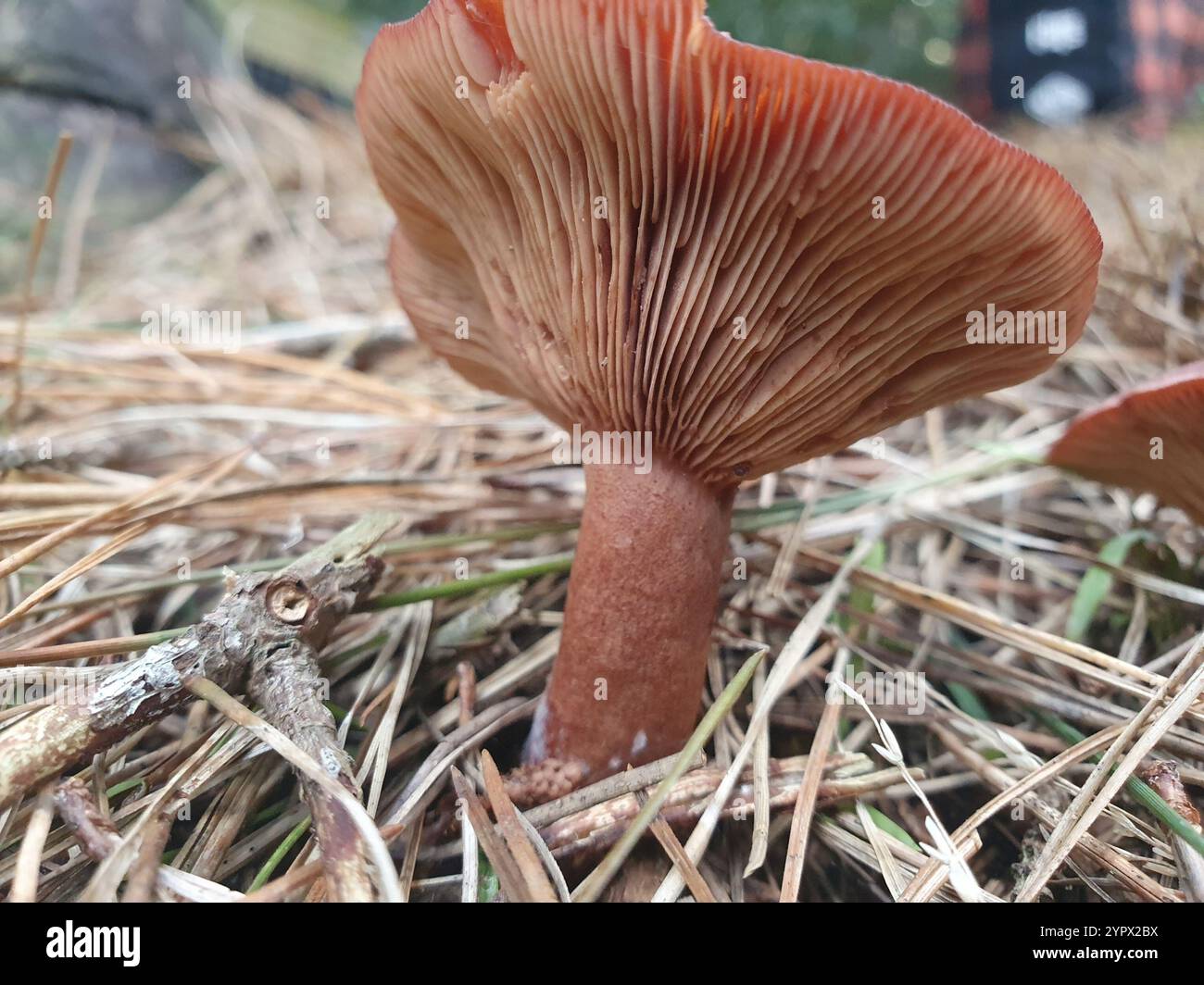 Rufous Milkcap (Lactarius rufus Stock Photo - Alamy