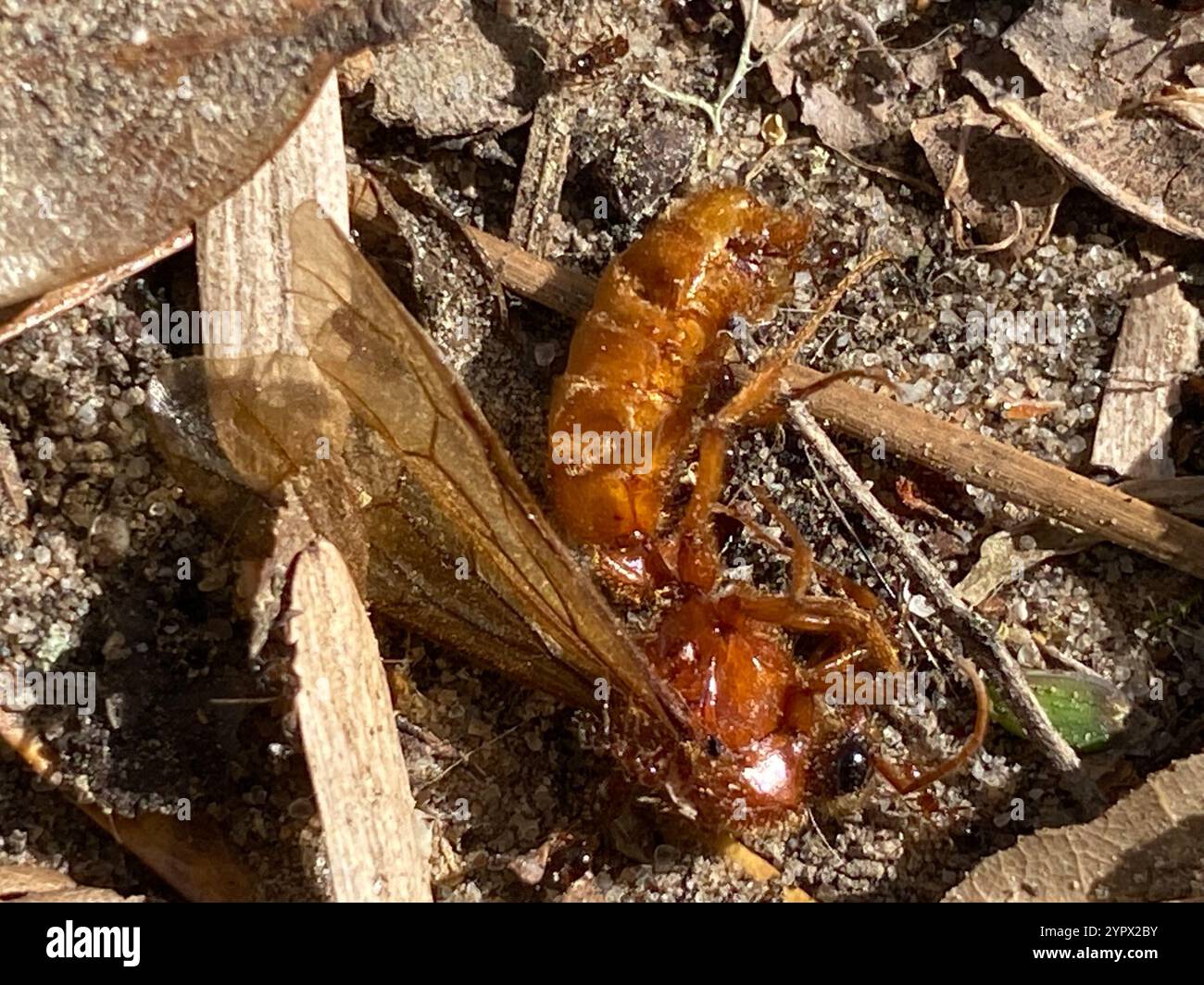 Labidus hi-res stock photography and images - Alamy