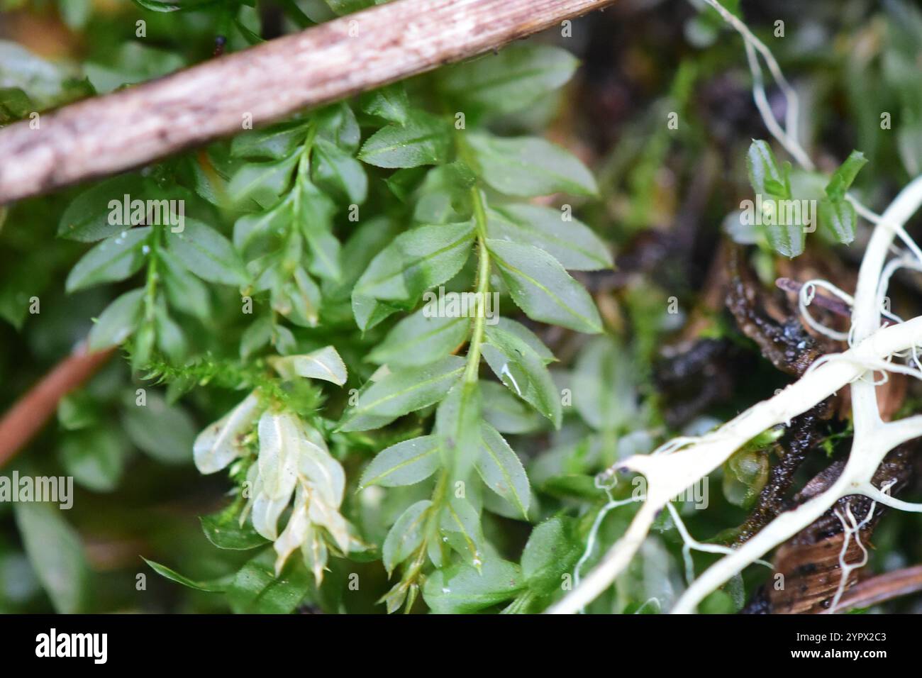 Badge Moss (Plagiomnium insigne Stock Photo - Alamy