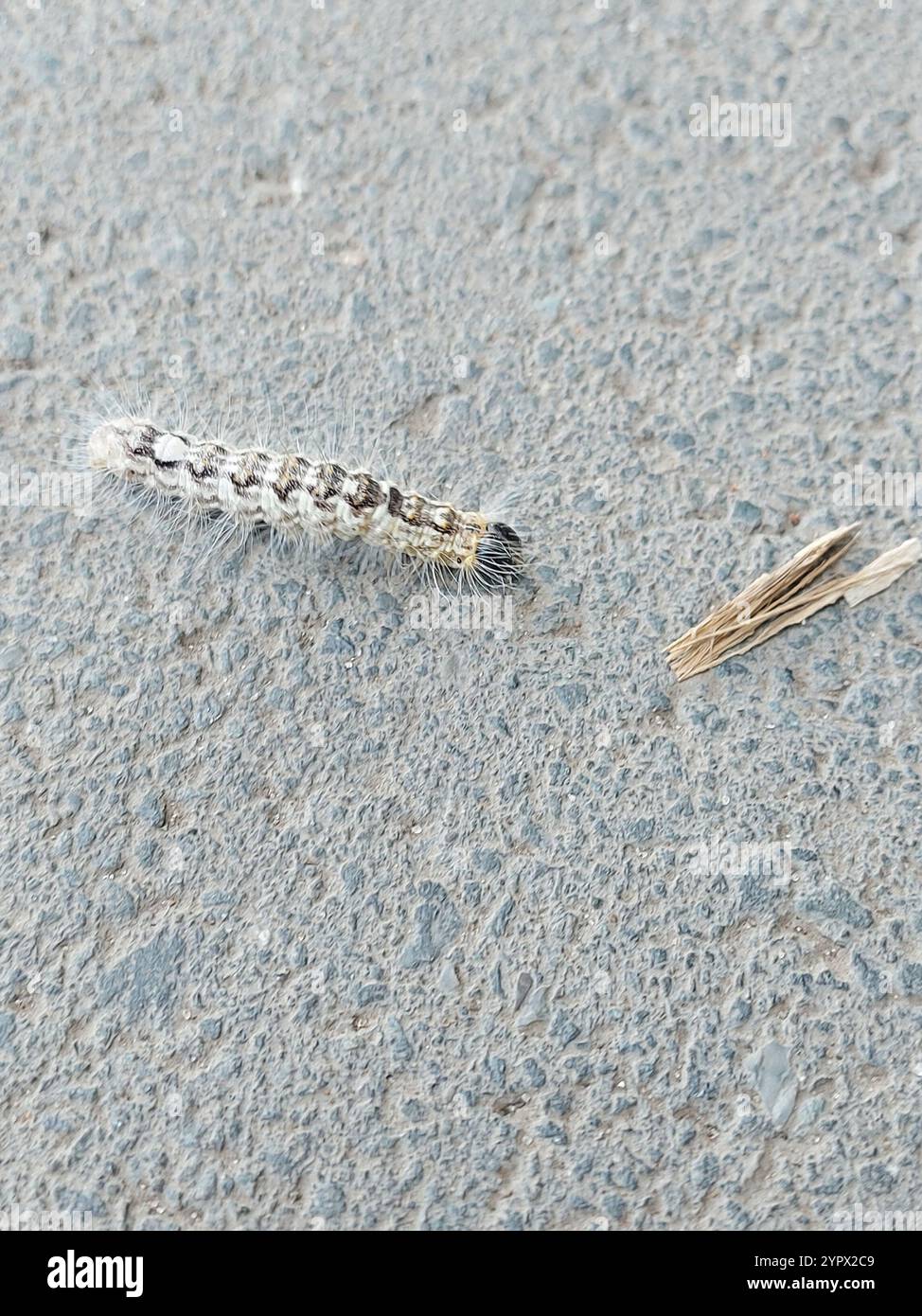 Poplar Grey (Acronicta megacephala Stock Photo - Alamy