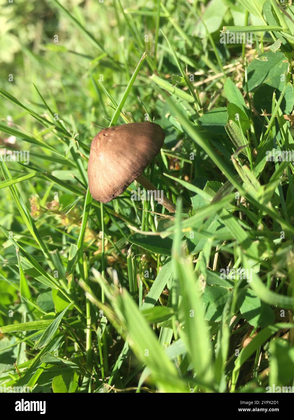 common conecap (Conocybe tenera Stock Photo - Alamy