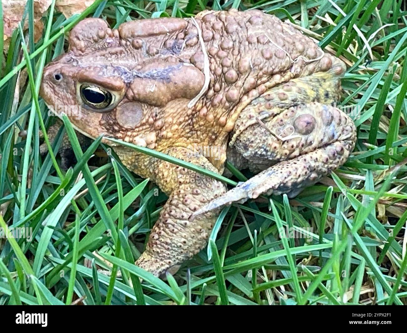 American Toad (Anaxyrus americanus Stock Photo - Alamy