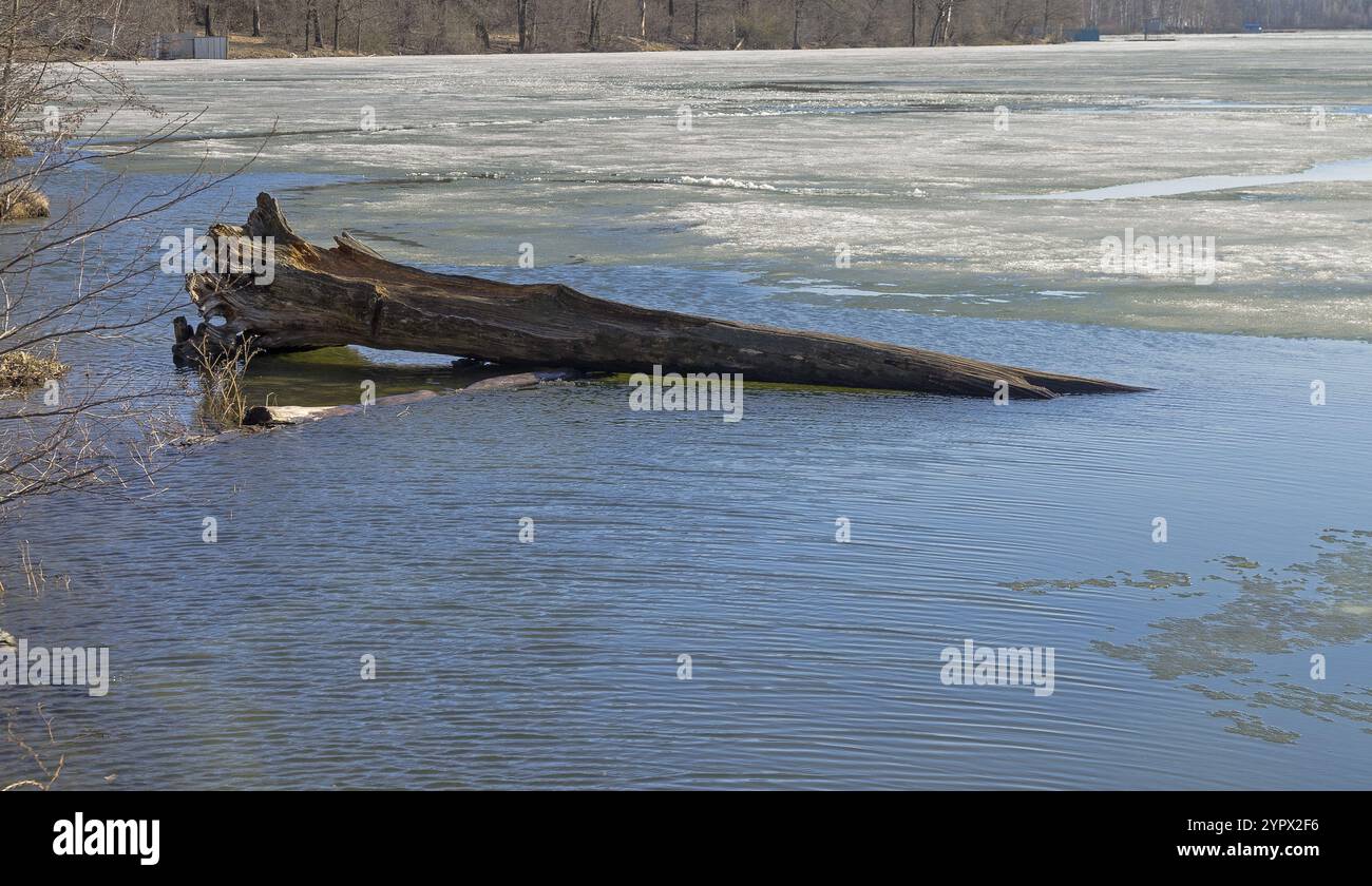 Melting ice on a lake in the spring. Dead tree in the water Stock Photo ...