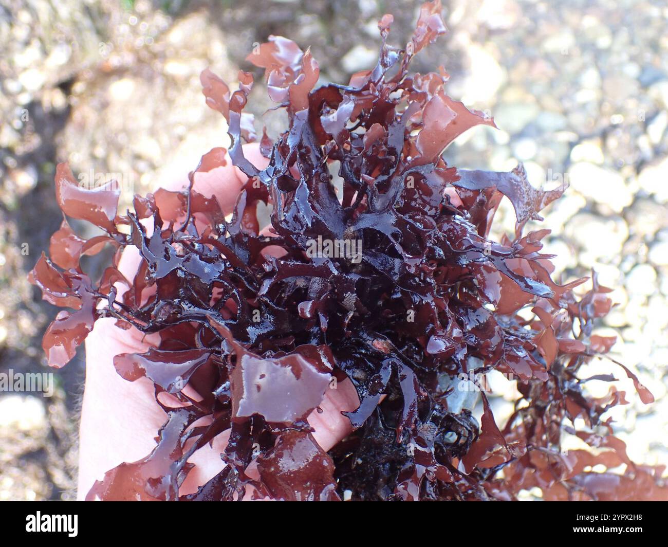 red algae (Rhodophyta Stock Photo - Alamy